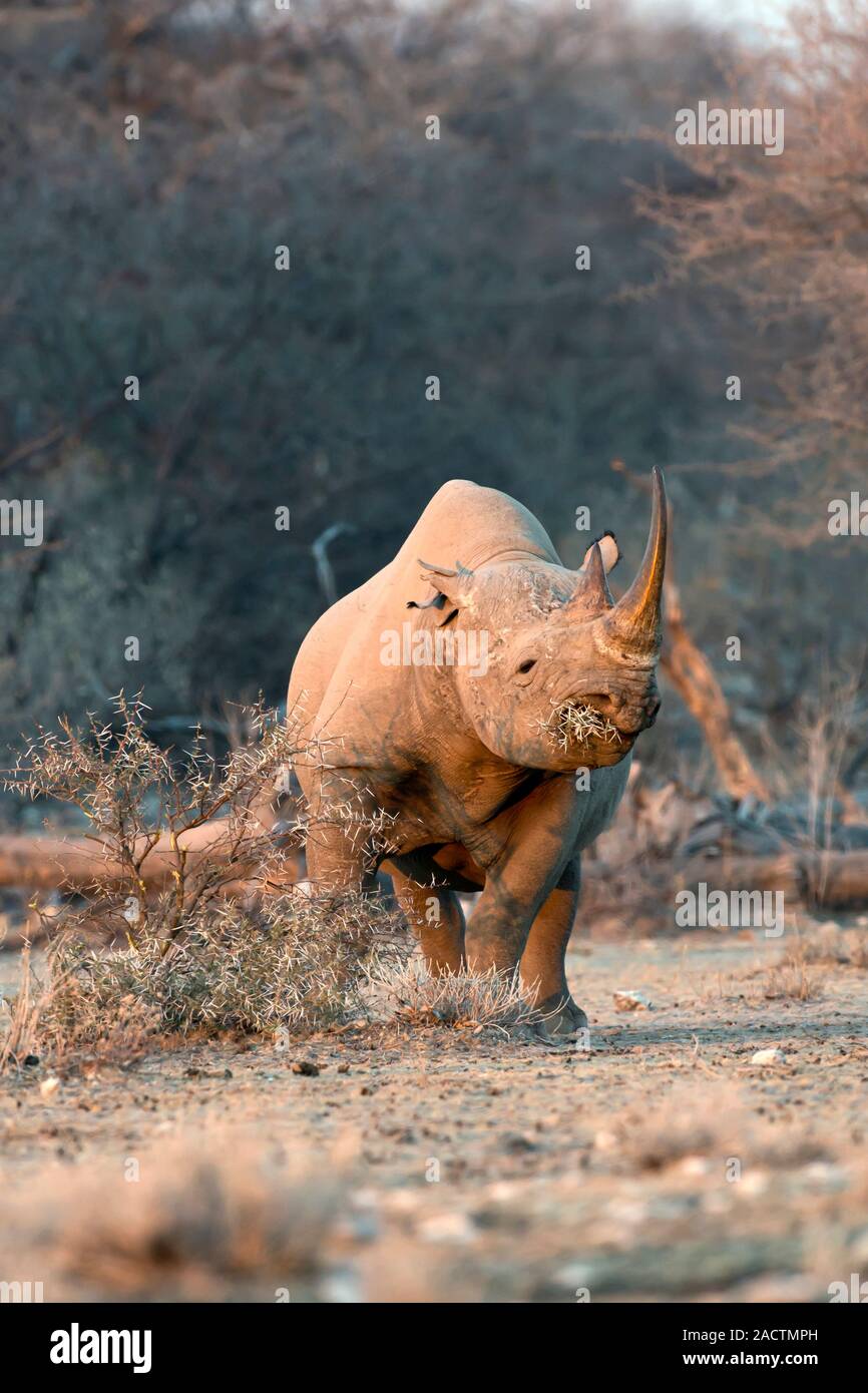 The black rhinoceros (Diceros bicornis) is largely a solitary animal ...