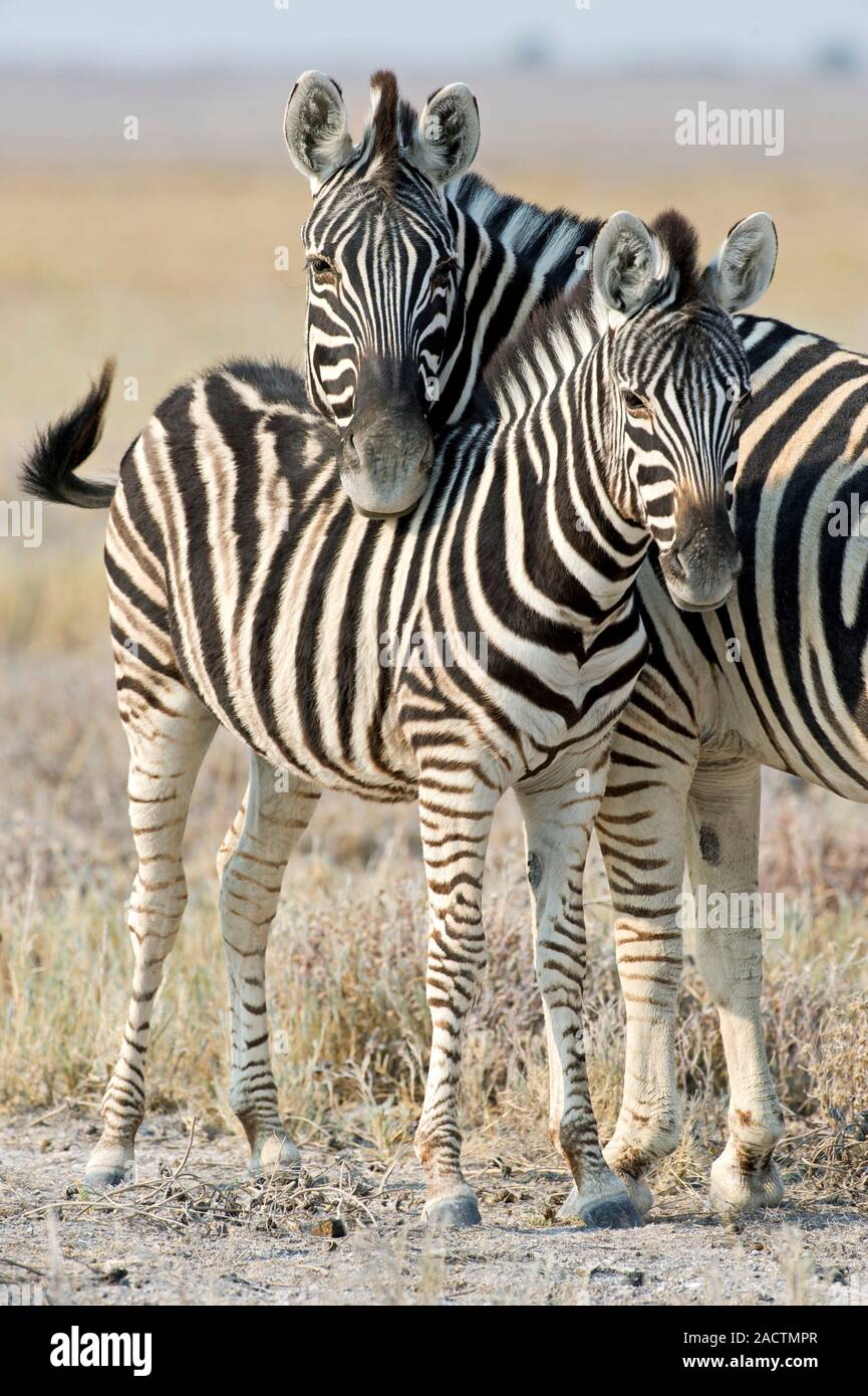 The image shows a Female Burchells Zebra (Equus quagga burchellii ...