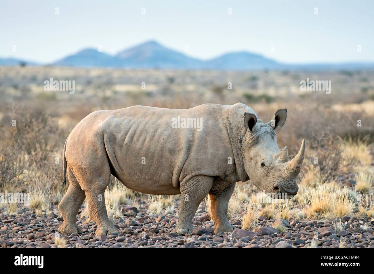 A Southern White Rhinoceros (Ceratotherium simum simum) photographed in ...