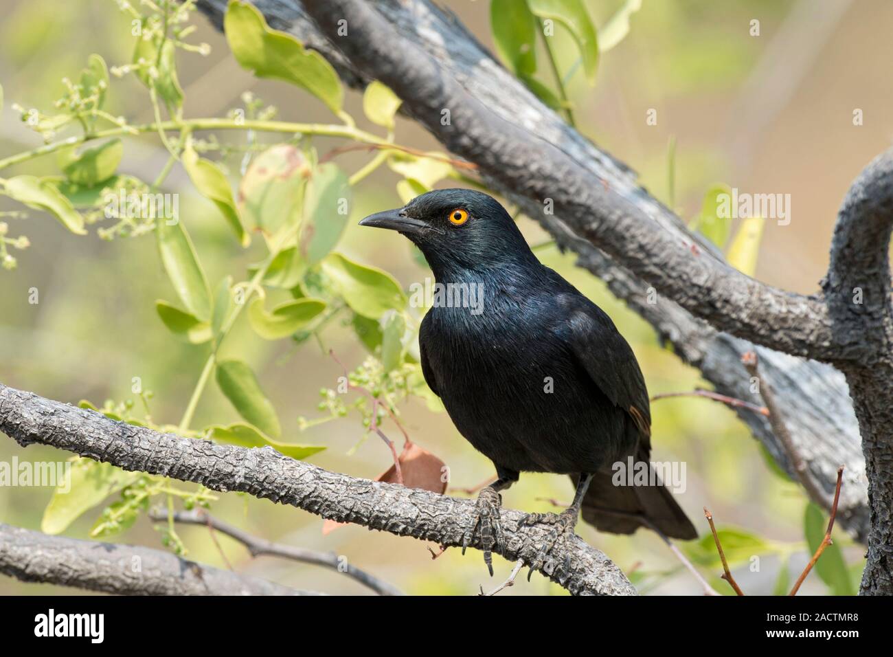 Pale-winged starling (onychognathus nabouroup), Huab River, Damaraland ...