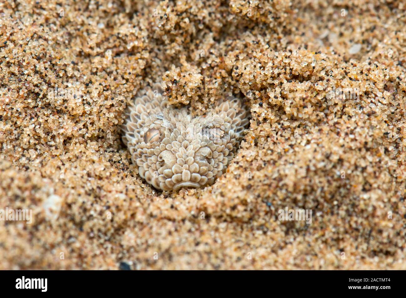 Peringuey's adder (Bitis Perinqueyi) is a venomous sidewinding snake ...