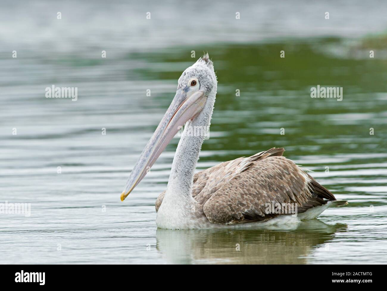 A Spot-billed Pelican (Pelecanus philippensis), photographed in Yala National Park, Sri Lanka ...