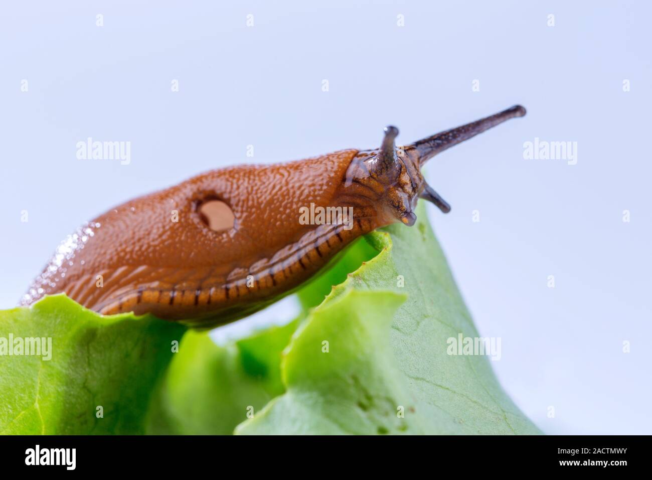 Snail with salad leaf Stock Photo - Alamy