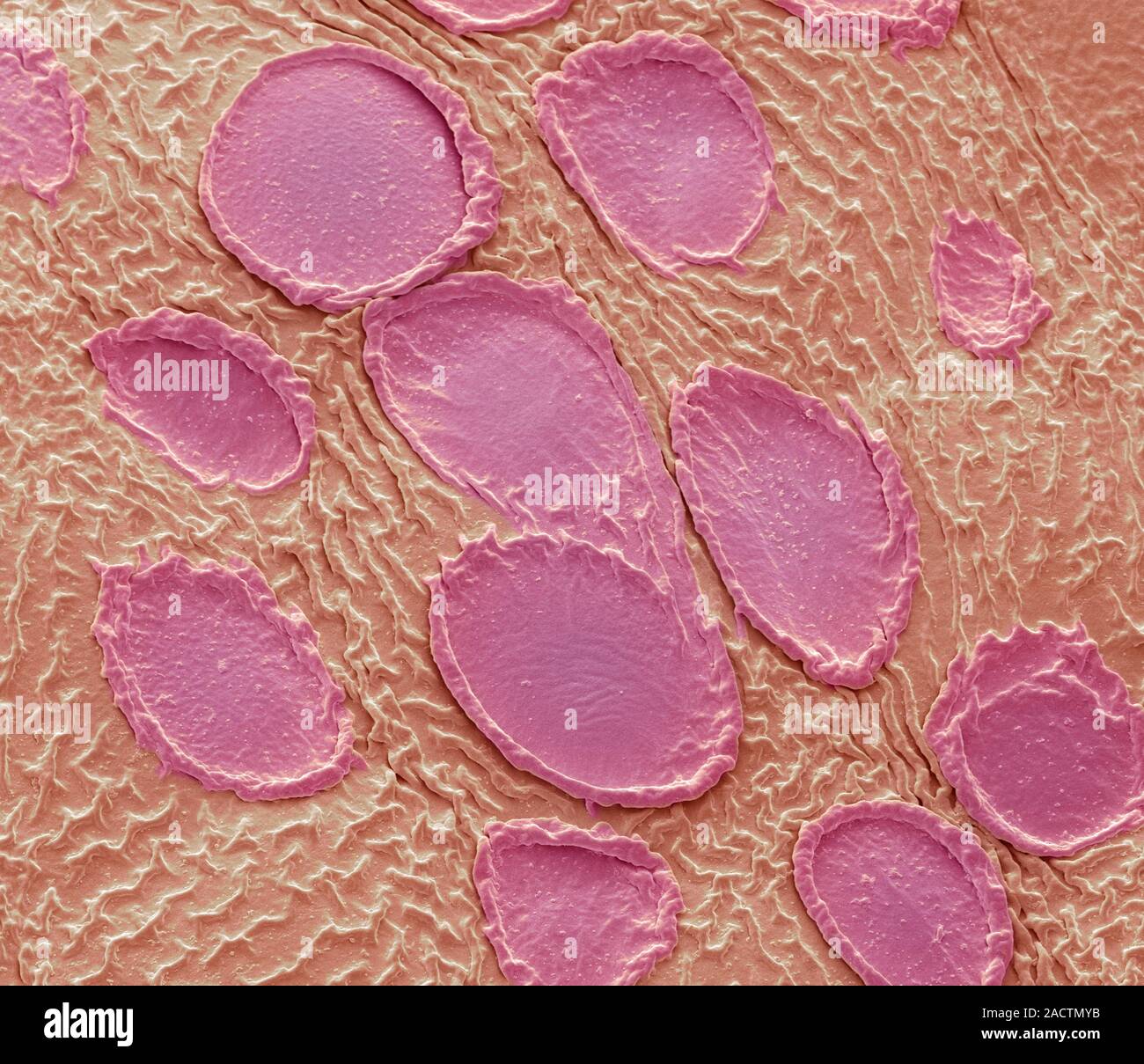 Rose petal scent cells, coloured scanning electron micrograph (SEM ...