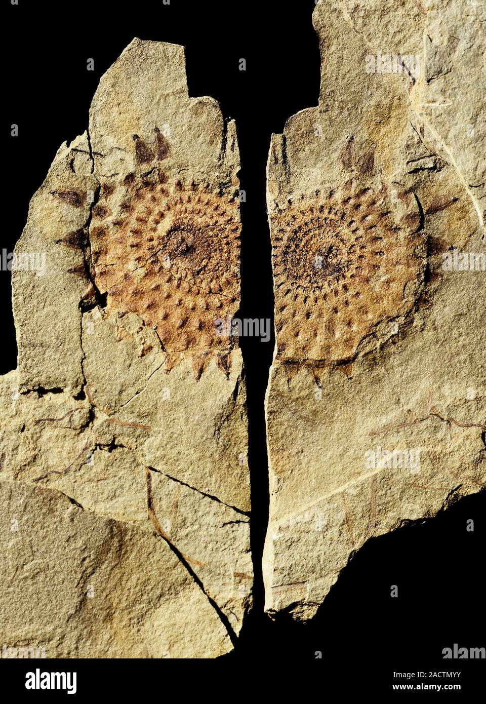 Equisetum horsetail fossil. Sandstone block split open to show a rare ...