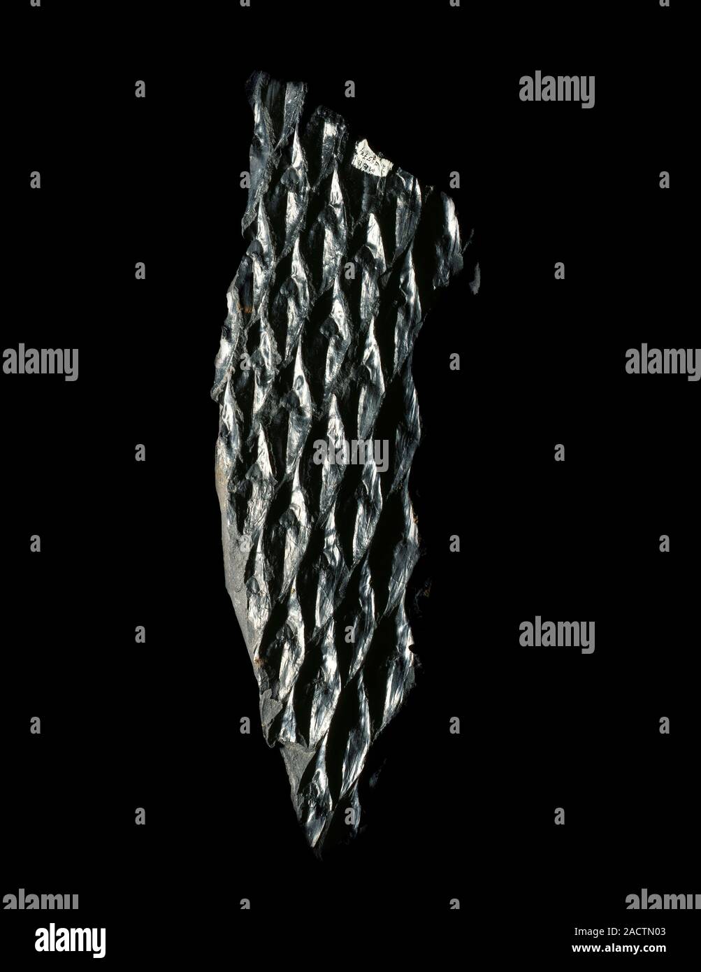 Lepidodendron plant fossil. Coal shale fossil of a fragment of the ...