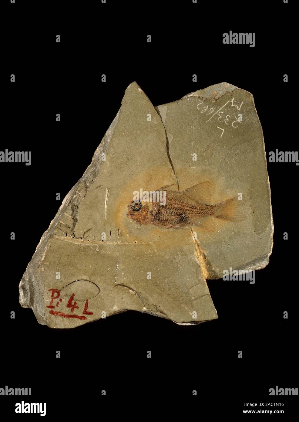 Dipteronotus fish fossil. Sandstone block containing a fossilised ...