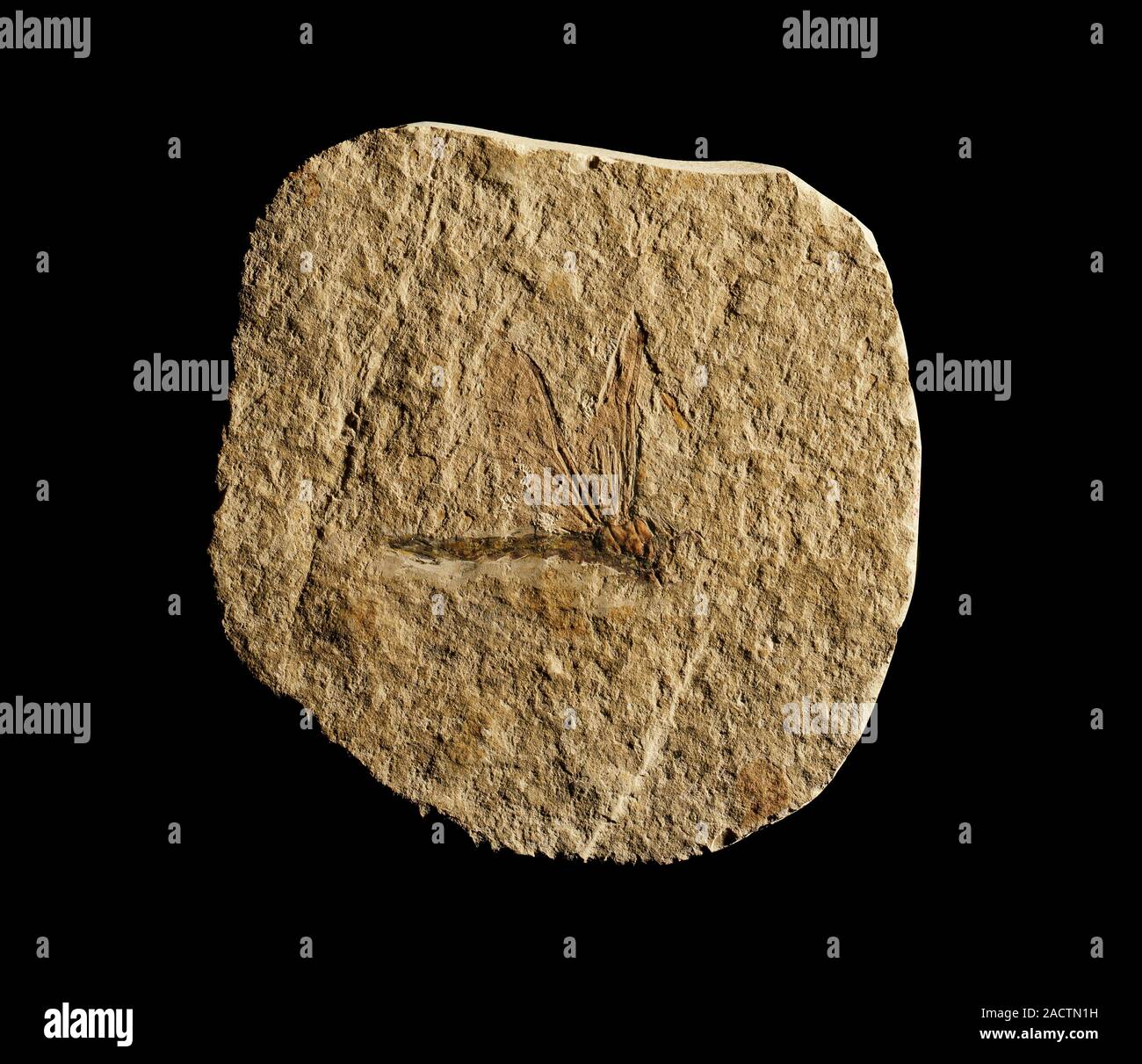 Libelluloidea dragonfly fossil. Fossilised specimen of a Libelluloidea ...