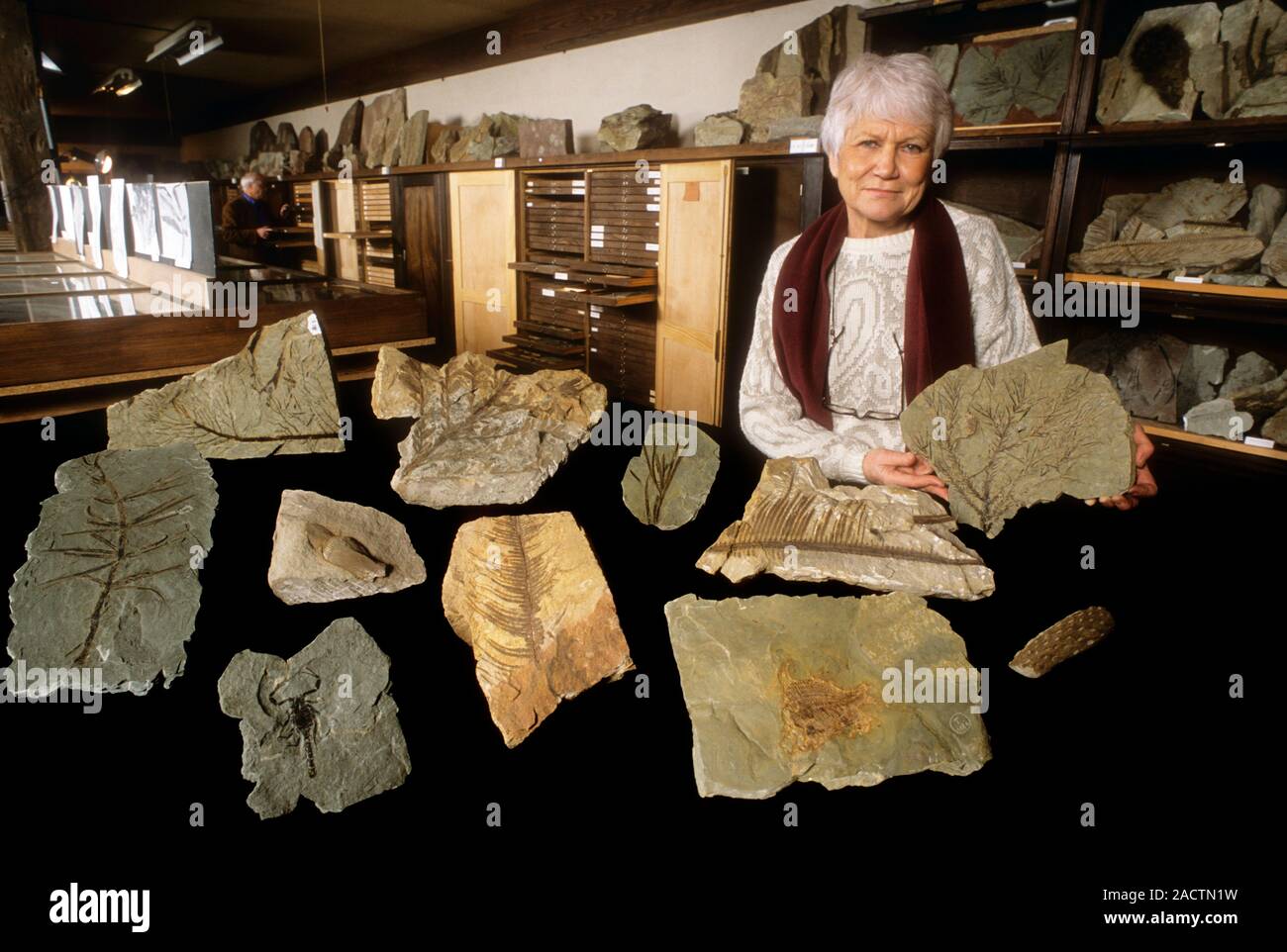 Grauvogel-Gall fossil collection. French palaeontologist Lea Grauvogel ...