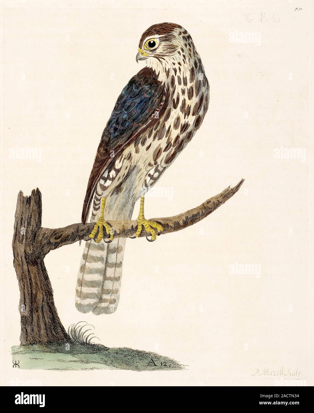 Drawing of a Merlin from the British Zoology Stock Photo - Alamy