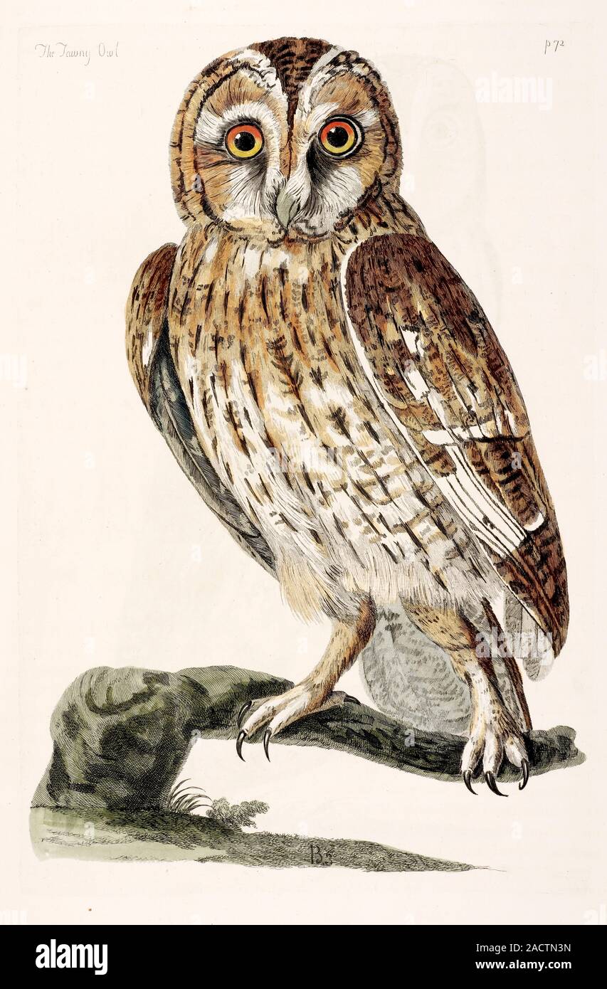 Drawing of a Tawny Owl from the British Zoology Stock Photo - Alamy