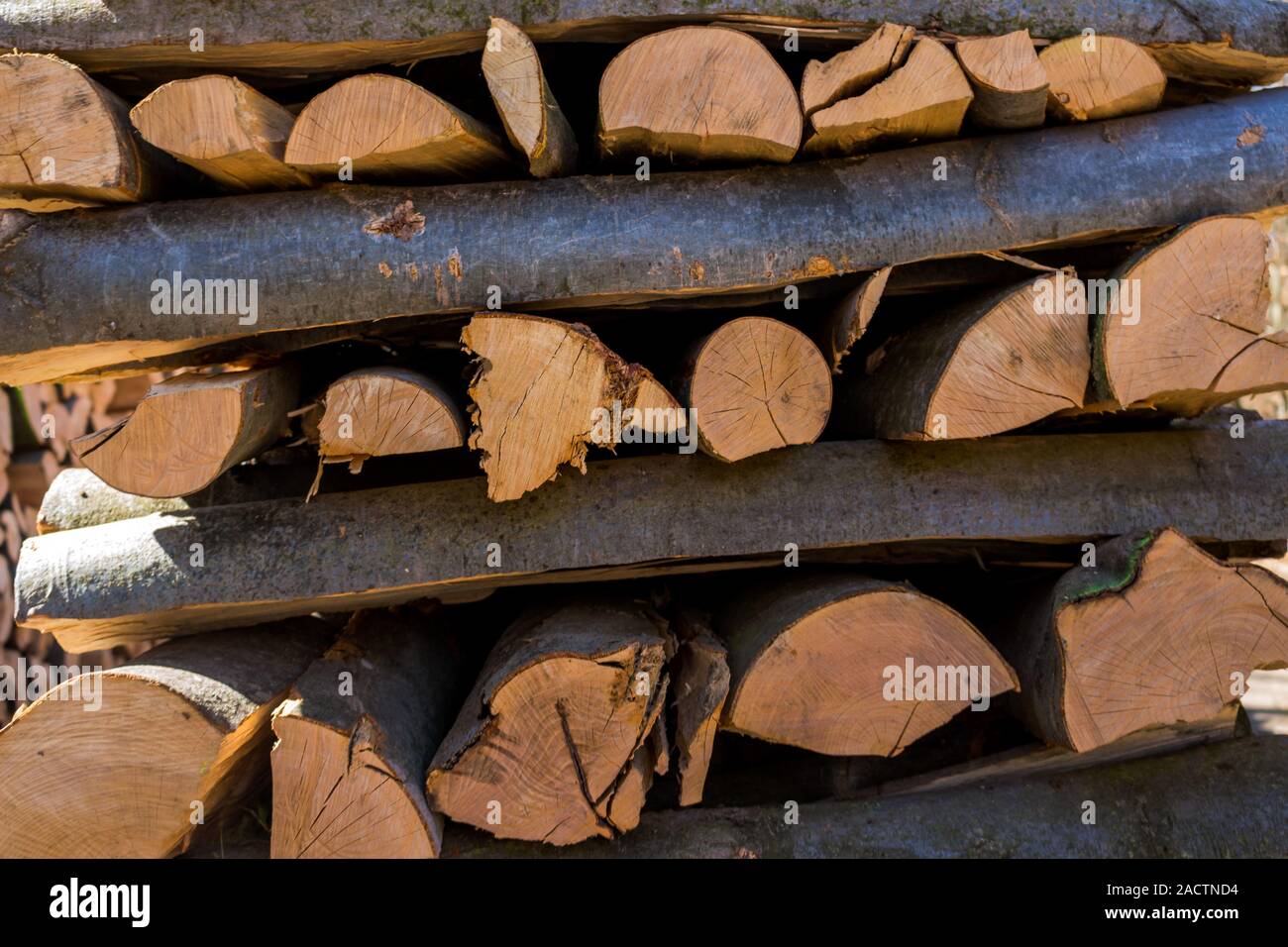 Trunks cut to size Stock Photo - Alamy