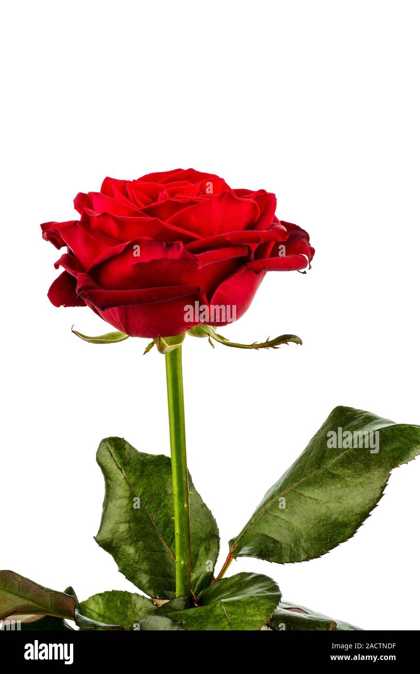 Red Rose. Signs of love Stock Photo - Alamy