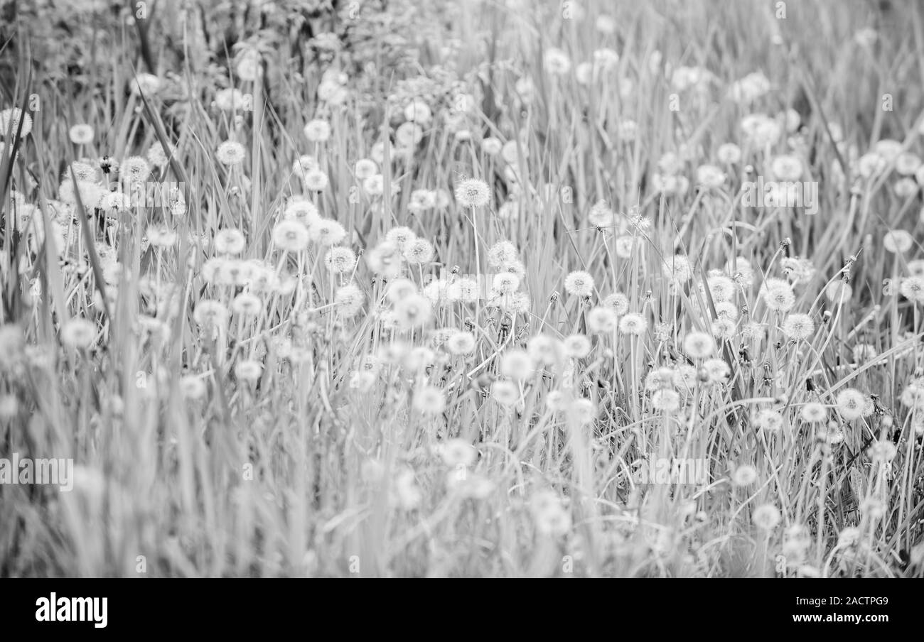 field with dandelion. Meadow of white dandelions. Summer field ...