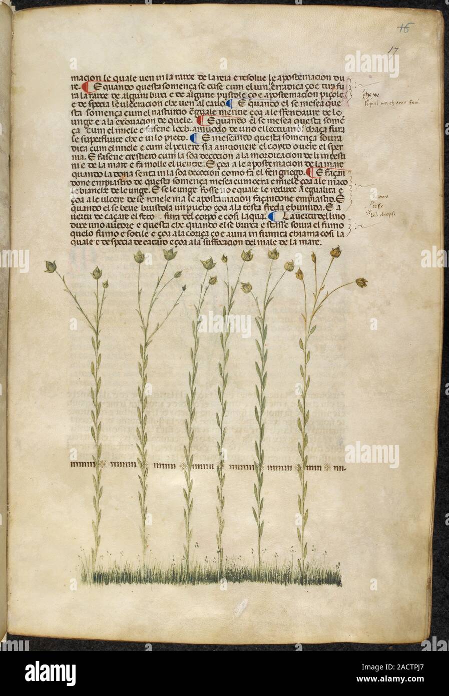 A page of an illuminated manuscript, a herbal book of plants and ...