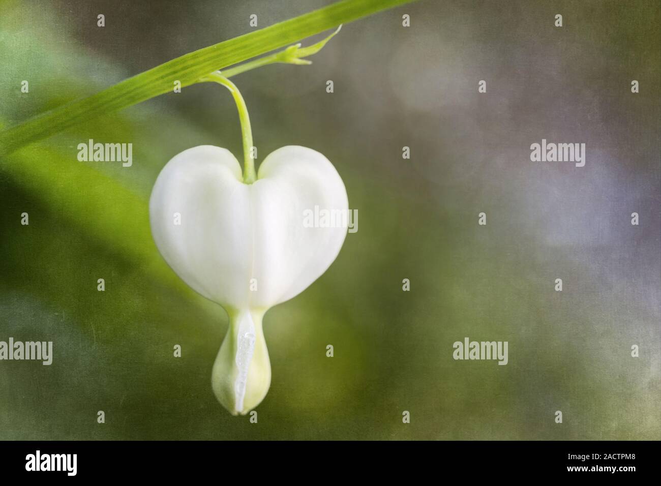 Asian bleeding heart, Lamprocapnos spectabilis Stock Photo - Alamy