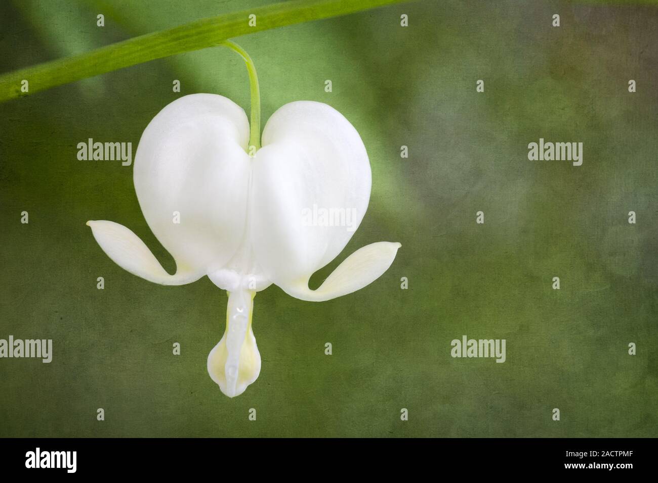 Asian bleeding heart, Lamprocapnos spectabilis Stock Photo - Alamy