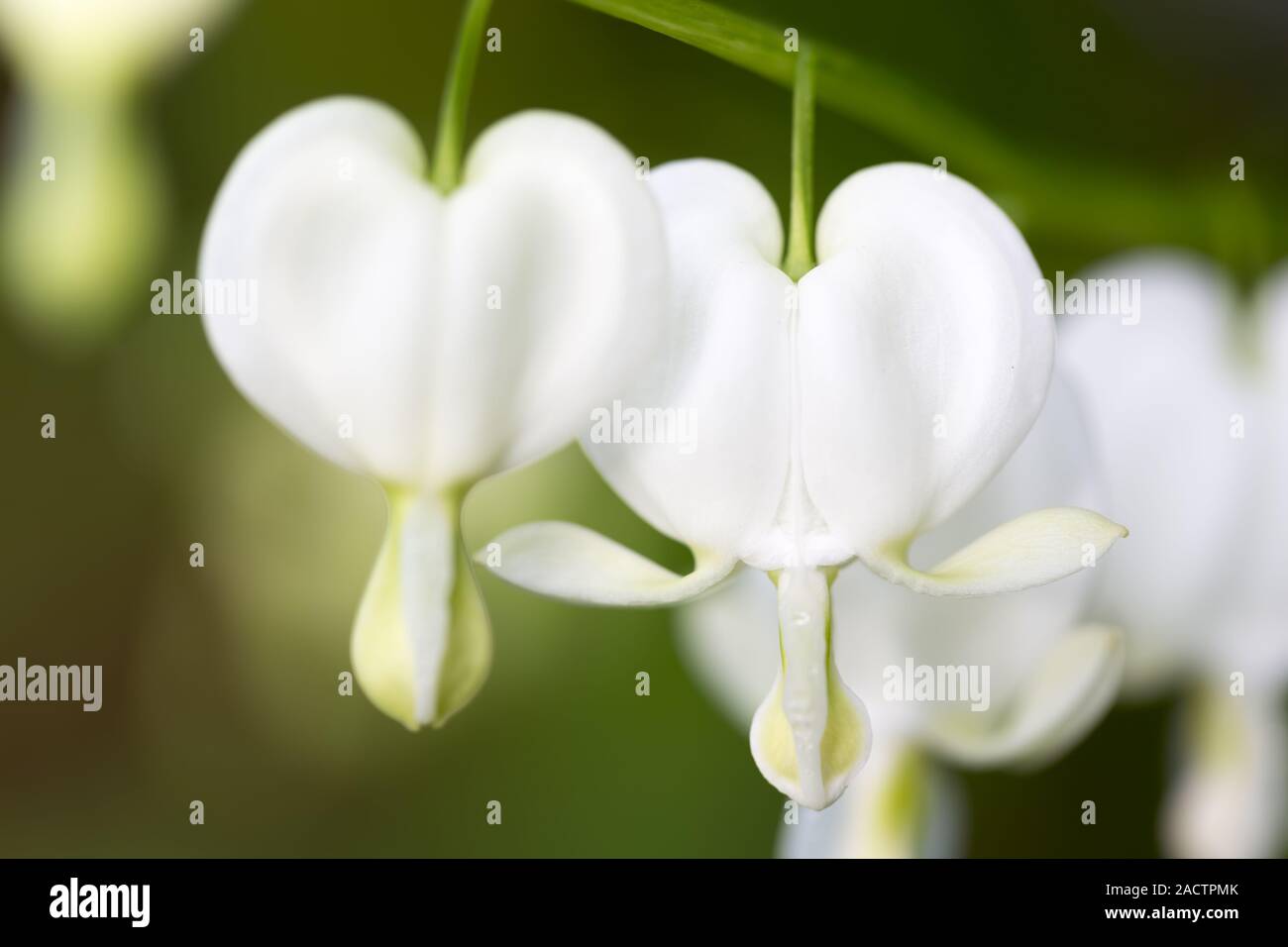 Asian bleeding heart, Lamprocapnos spectabilis Stock Photo - Alamy