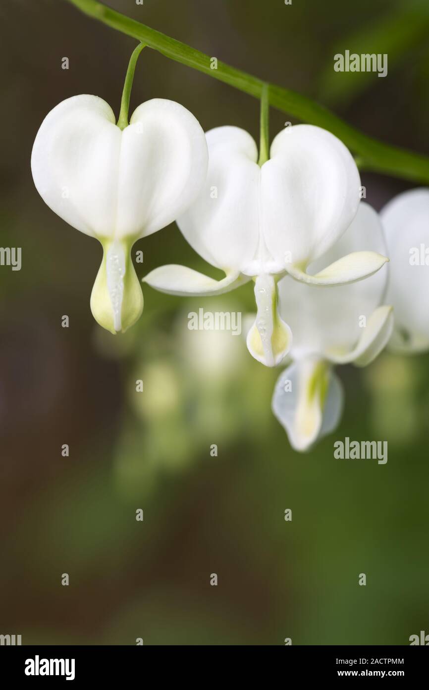 Asian bleeding heart, Lamprocapnos spectabilis Stock Photo - Alamy