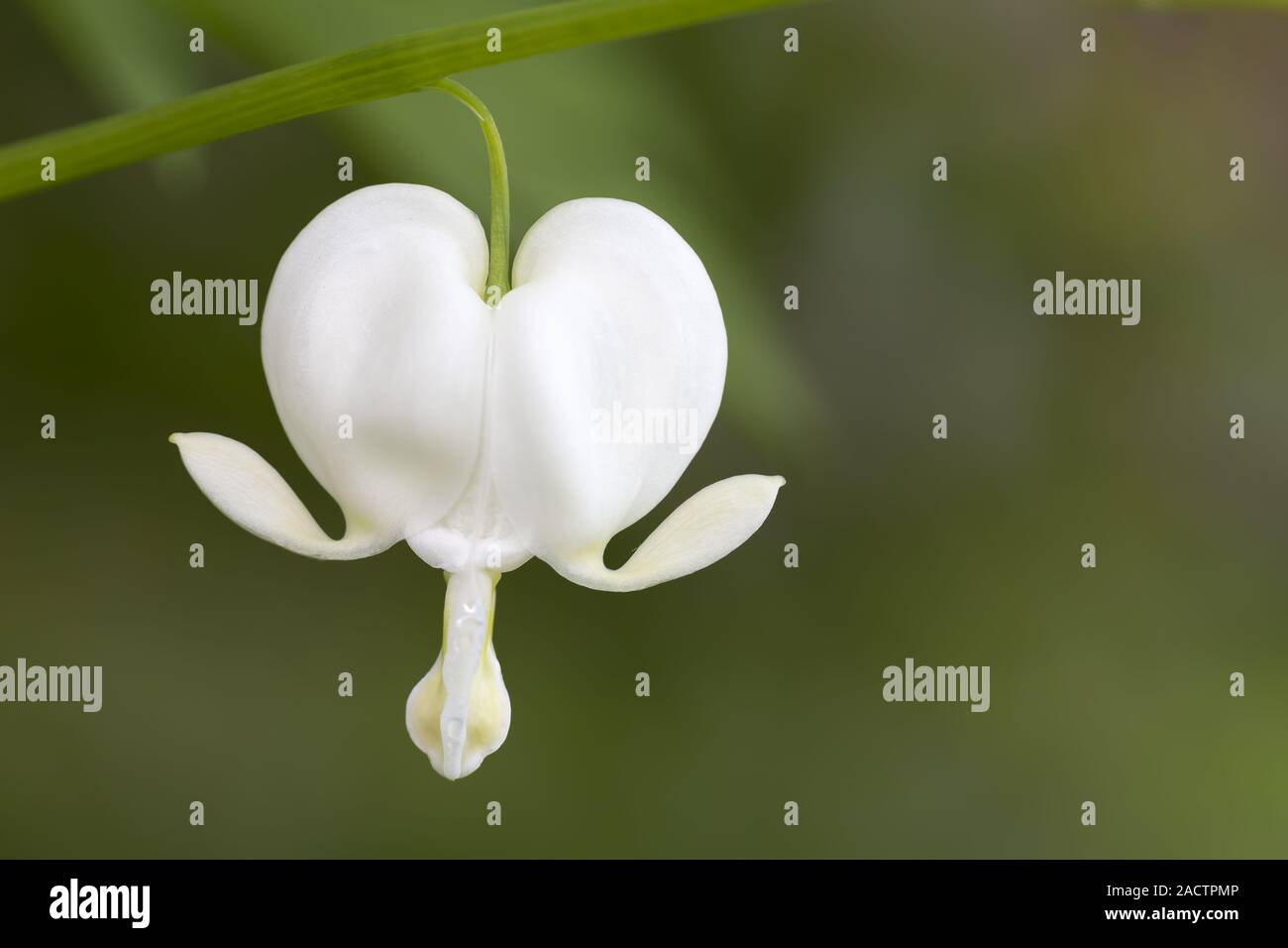 Asian bleeding heart, Lamprocapnos spectabilis Stock Photo - Alamy