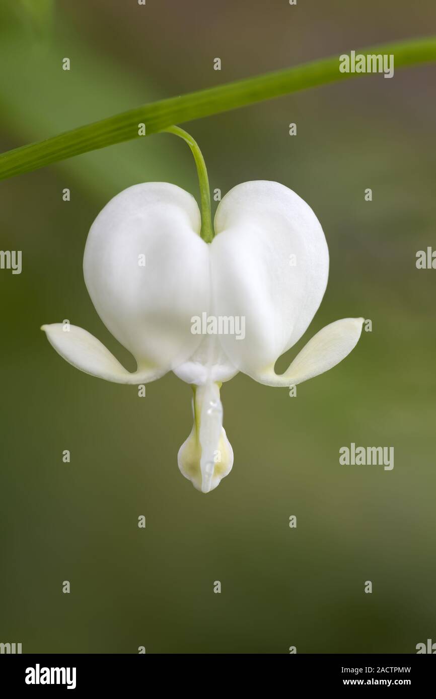 Asian bleeding heart, Lamprocapnos spectabilis Stock Photo - Alamy