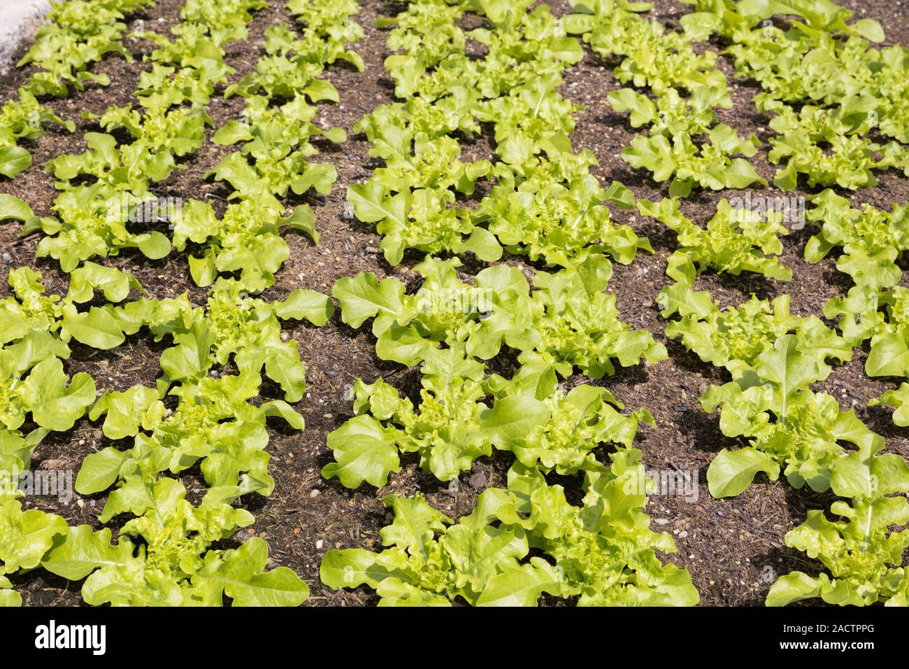 Young lettuce plants in spring Stock Photo - Alamy