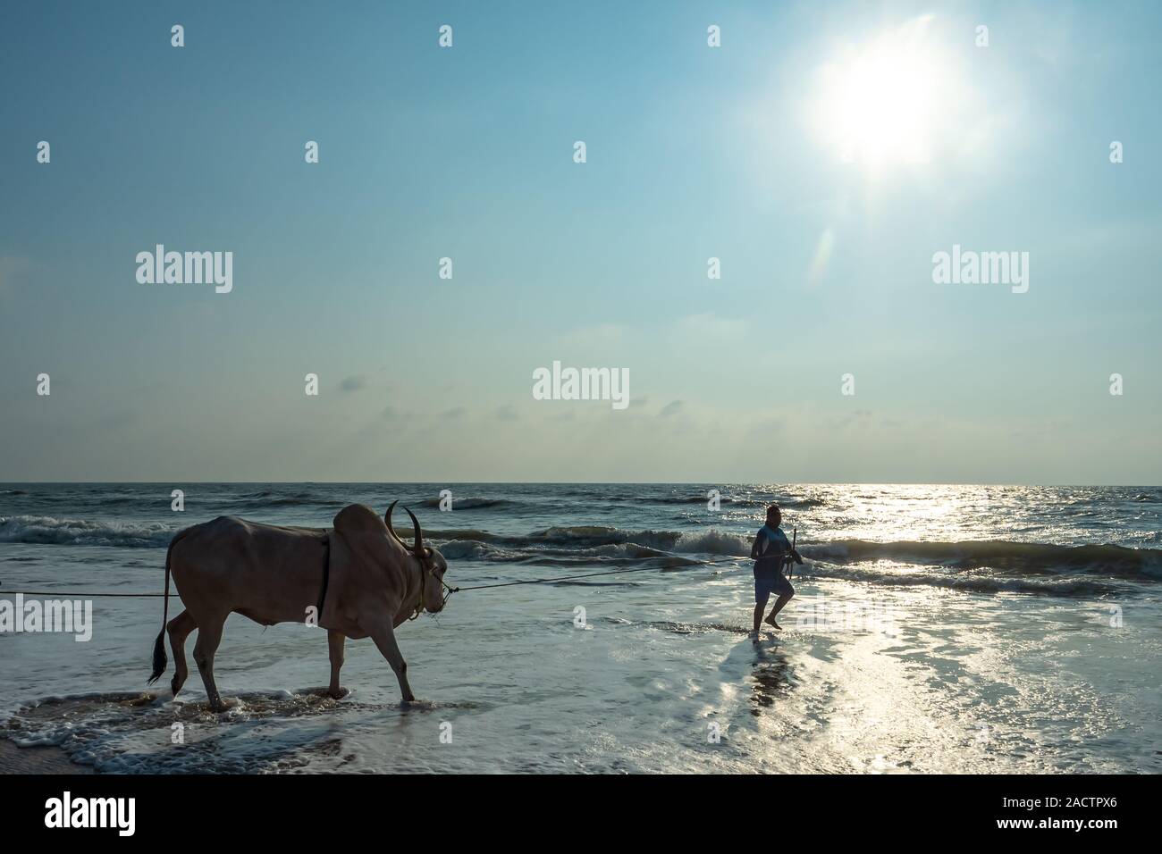 A man is pulling a cow held on a rope to the sea on a beach in Benaulim ...