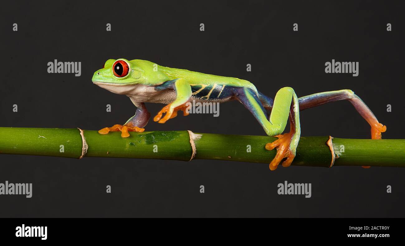 A super tiger legged monkey tree frog walking along a bamboo shoot ...