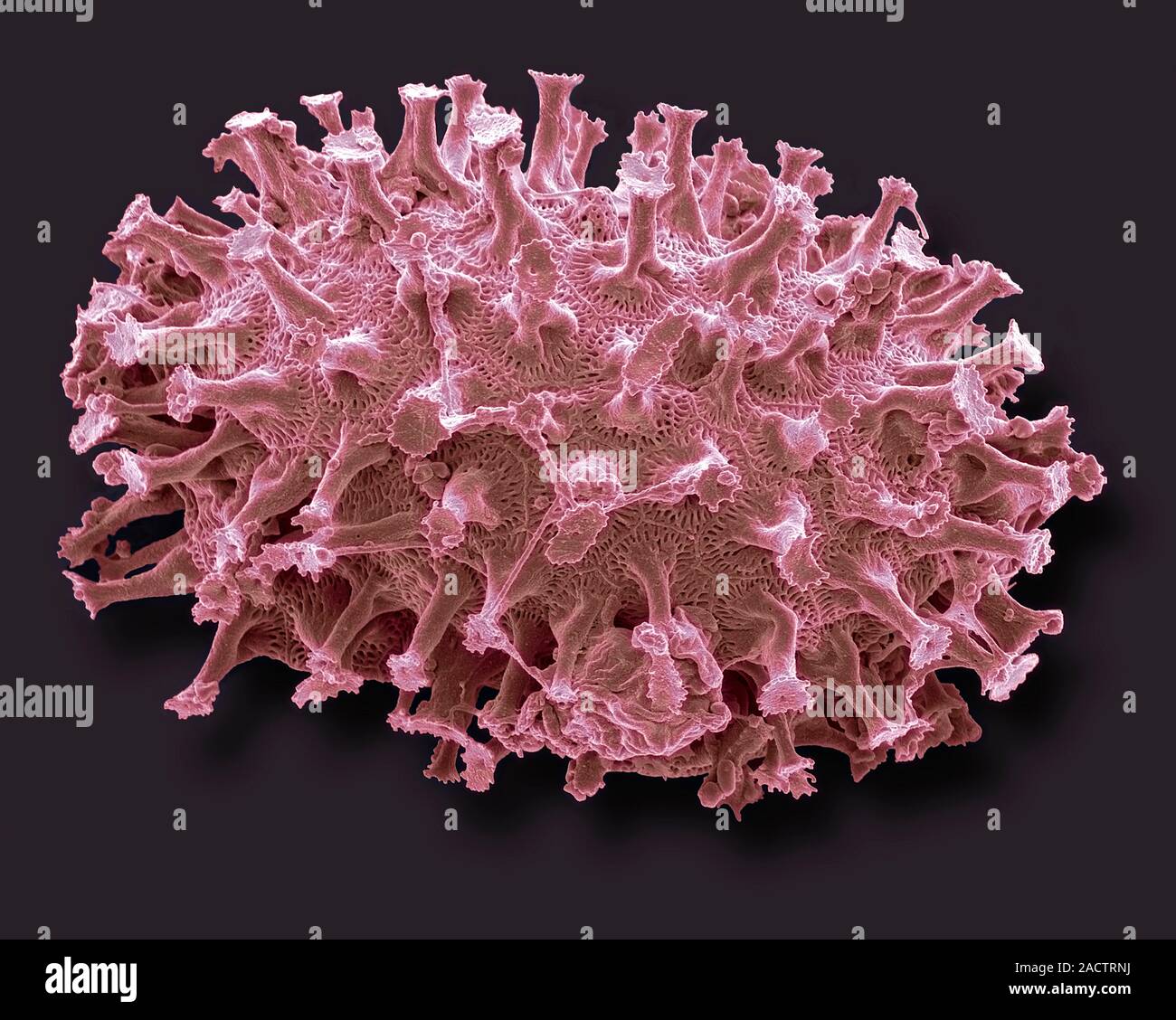 Gastrotrich egg. Coloured scanning electron micrograph (SEM) of a ...