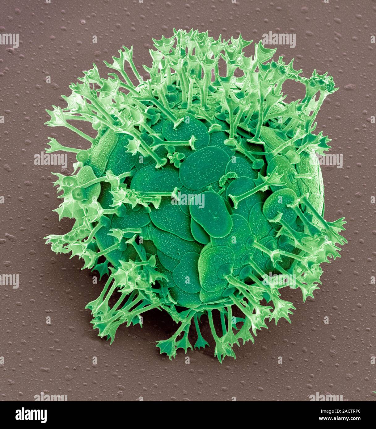 Acanthocystis. Coloured scanning electron micrograph (SEM) of a ...
