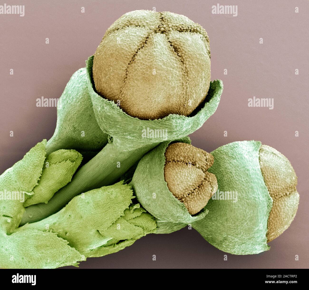Adventitious roots. Coloured scanning electron micrograph (SEM) of ...