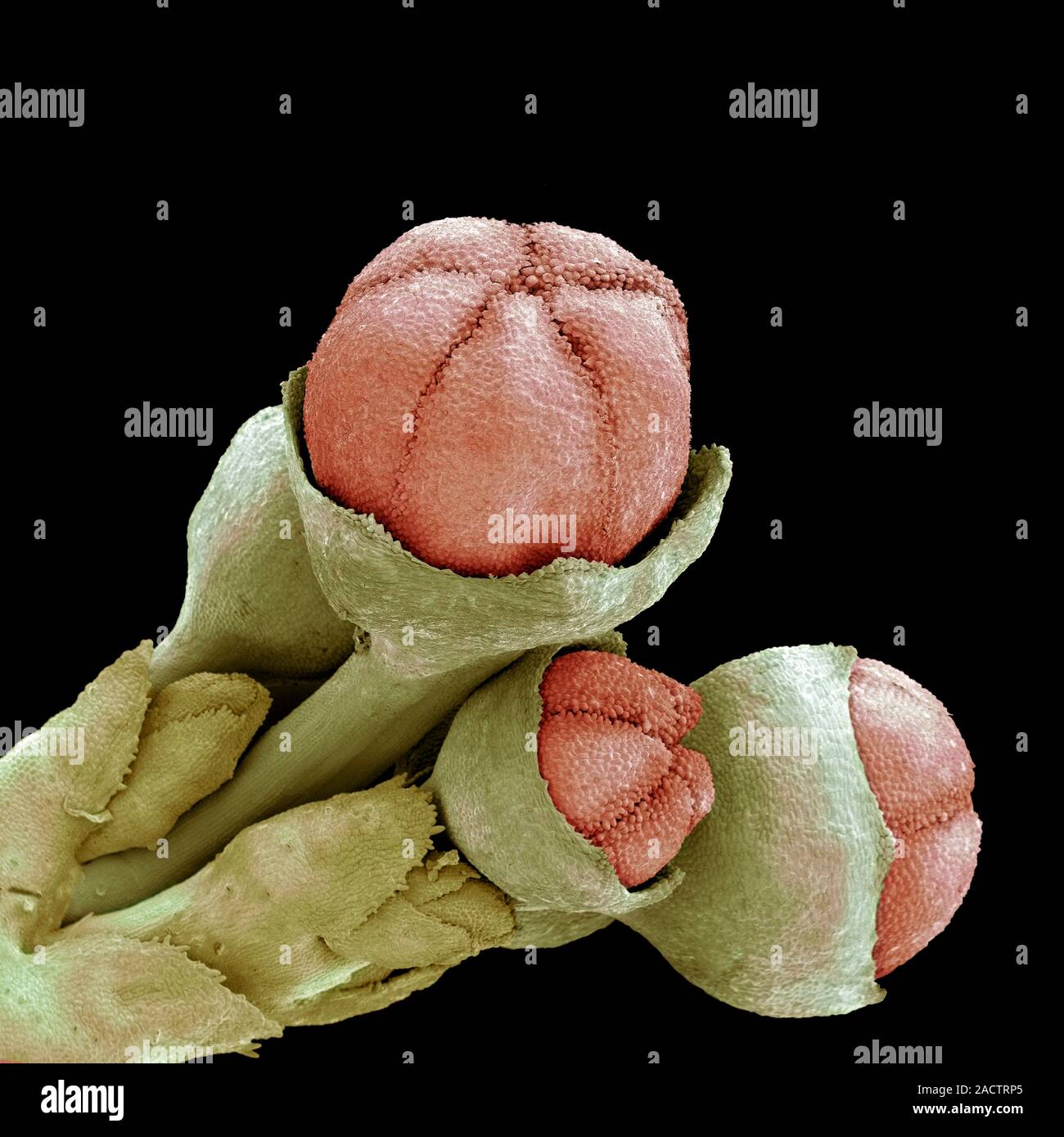Adventitious roots. Coloured scanning electron micrograph (SEM) of ...
