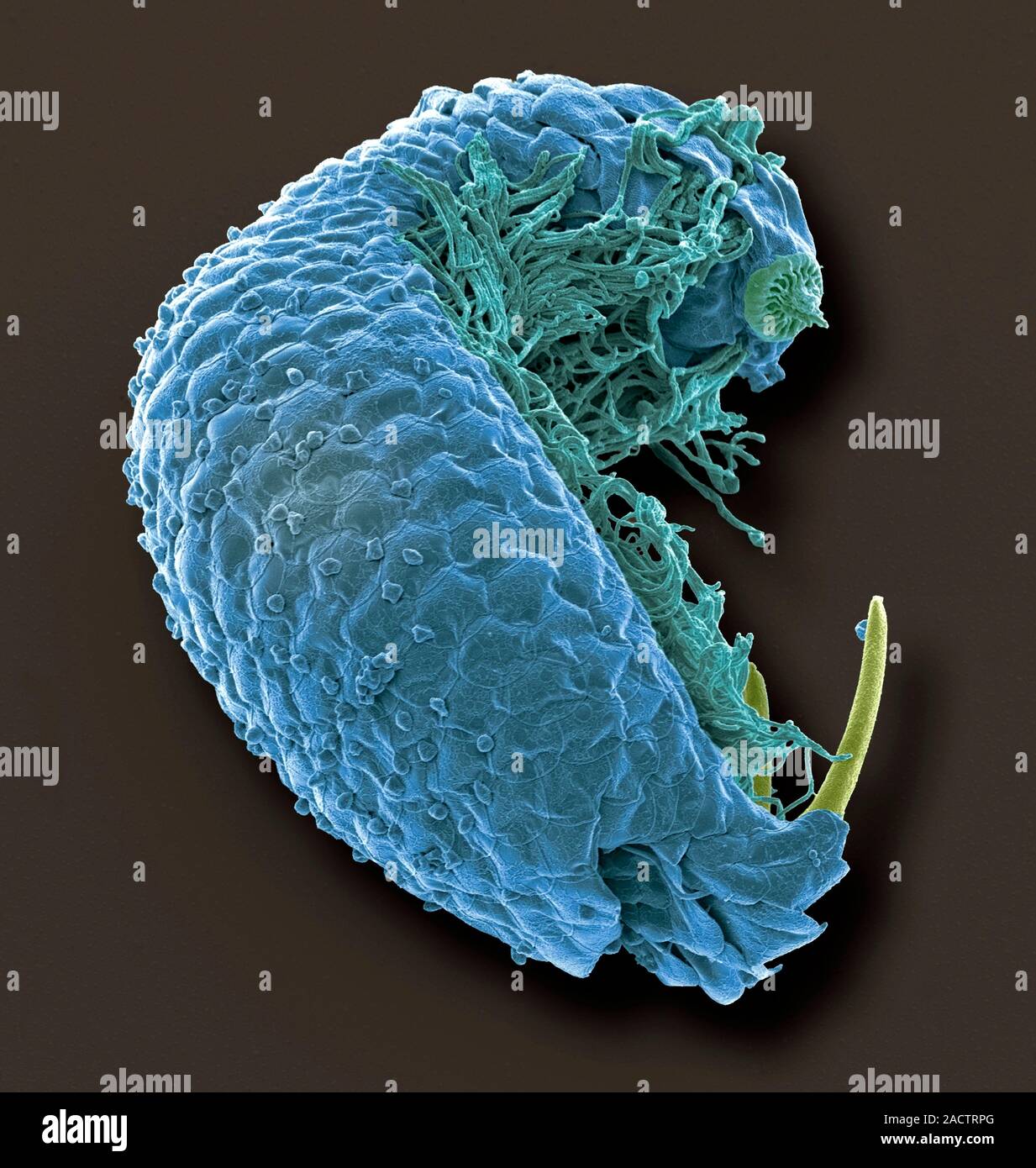 Gastrotrich. Coloured scanning electron micrograph (SEM) of a ...