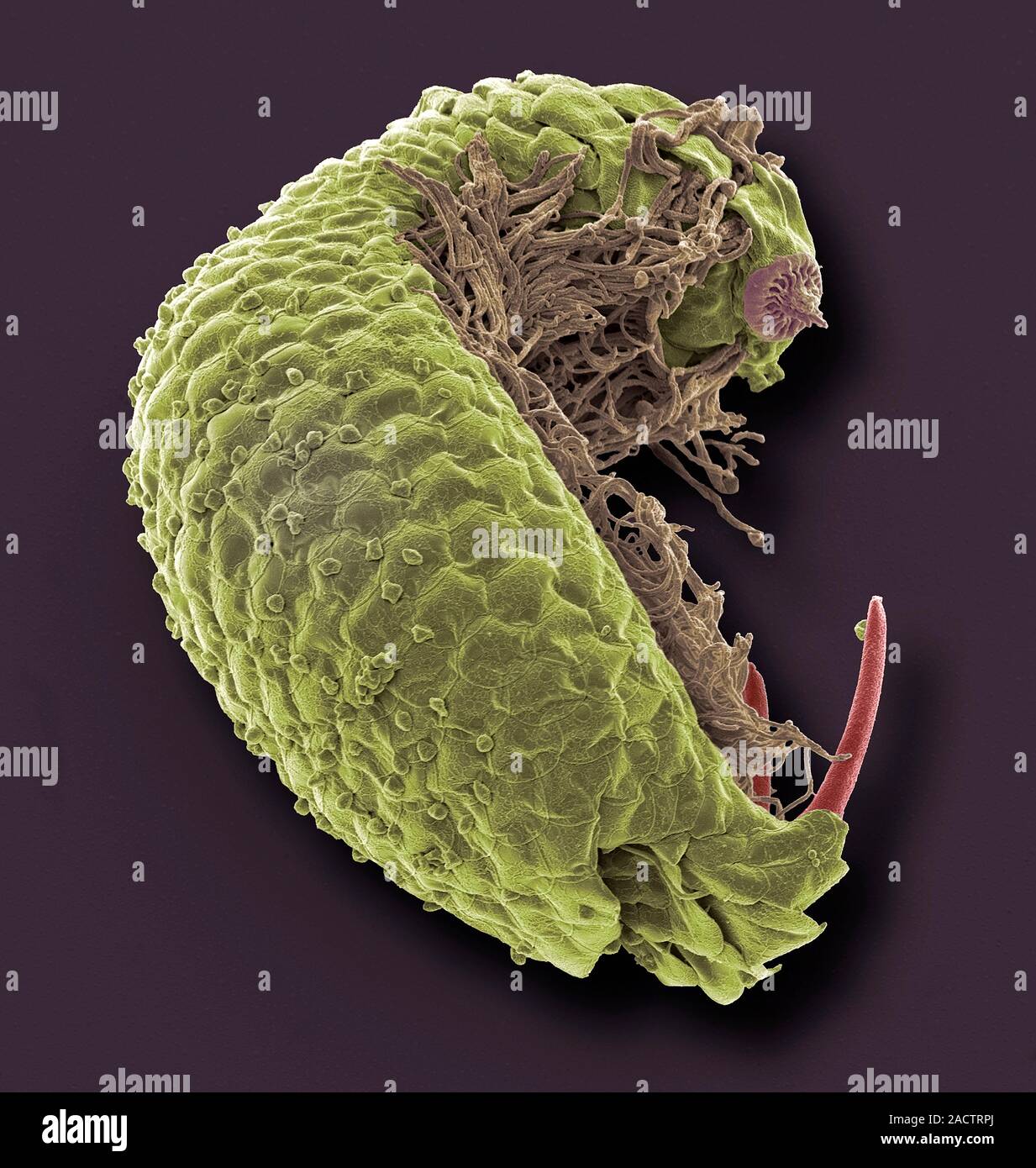 Gastrotrich. Coloured scanning electron micrograph (SEM) of a ...