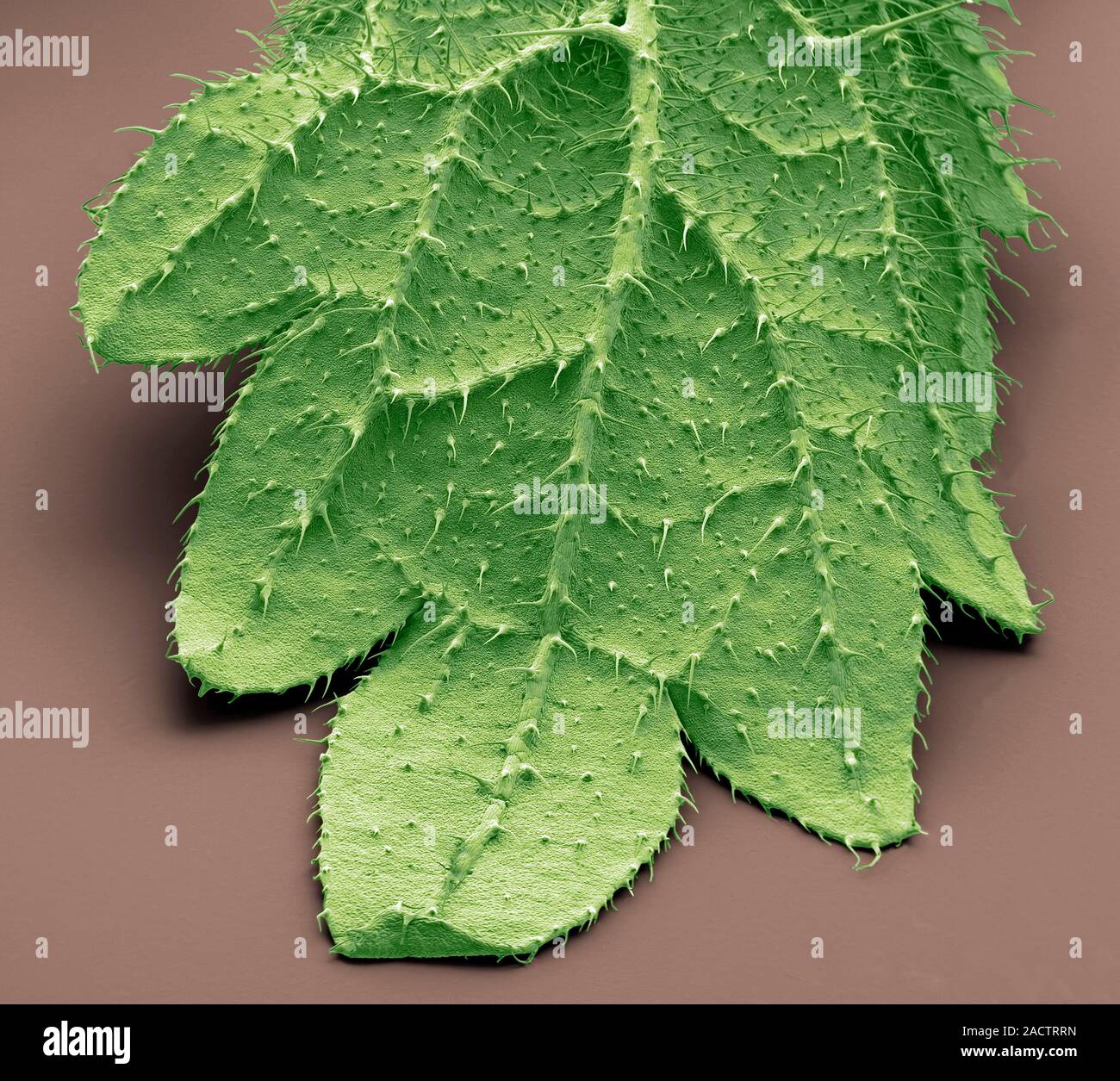 Stinging nettle (Urtica dioica) leaf, coloured scanning electron ...