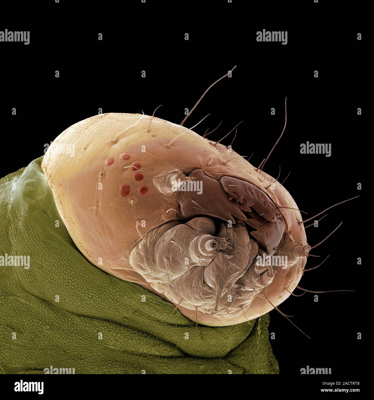 Pea moth caterpillar. Coloured scanning electron micrograph (SEM) of a ... Pea moth caterpillar. Coloured scanning electron micrograph (SEM) of a ...