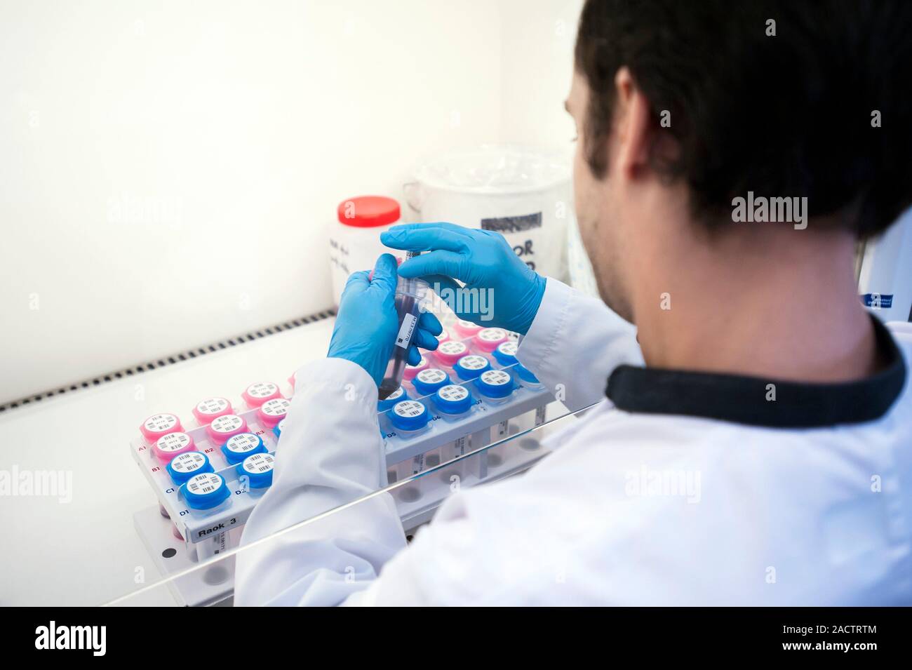 Genetic analysis. Analyst in a genetics laboratory preparing blood ...