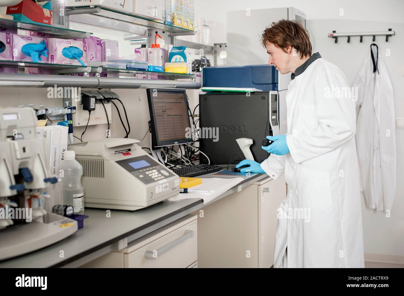 Genetic sample analysis. Analyst in a genetics laboratory reviewing ...