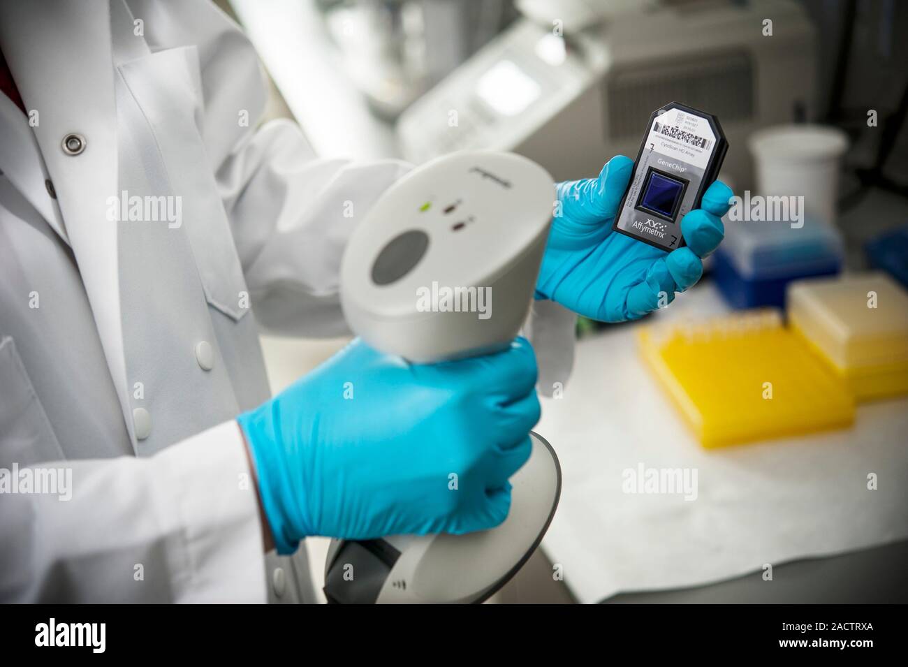 Scanning genetic microarray. Analyst using a scanner to read the ...