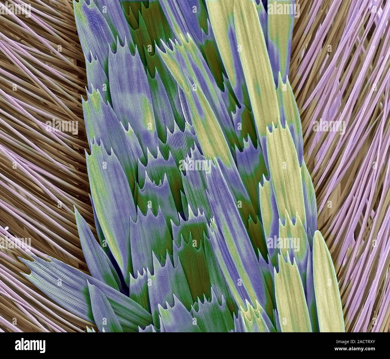 Plume moth wing, coloured scanning electron micrograph (SEM). Down ...