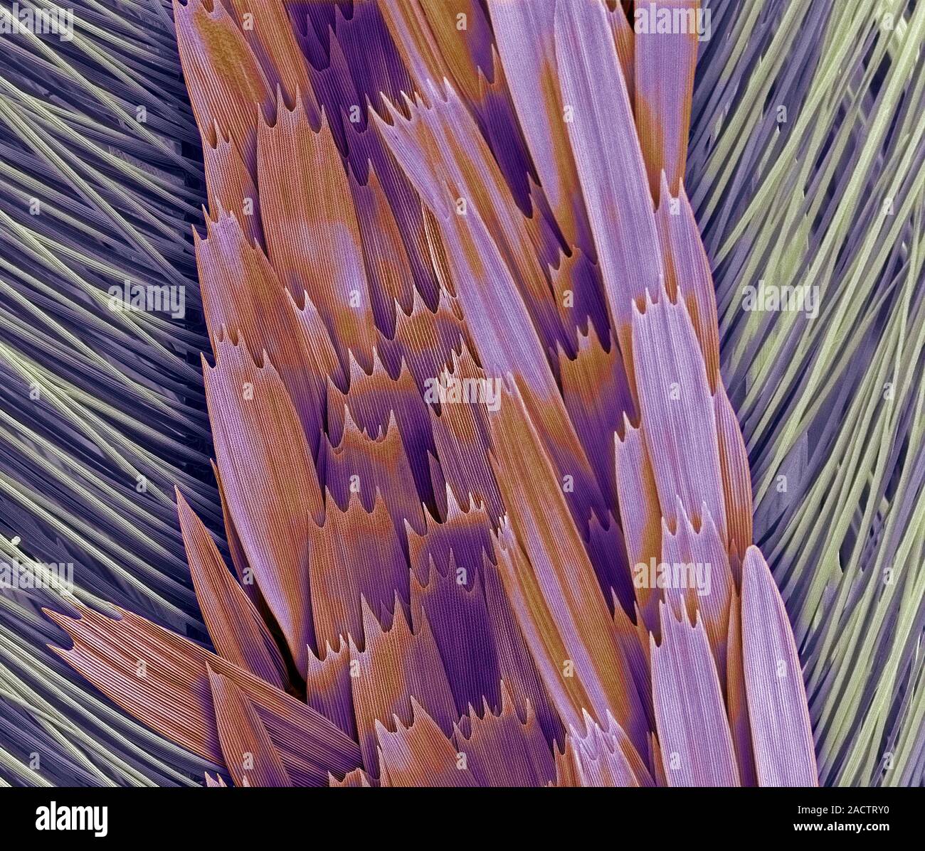 Plume moth wing, coloured scanning electron micrograph (SEM). Down ...