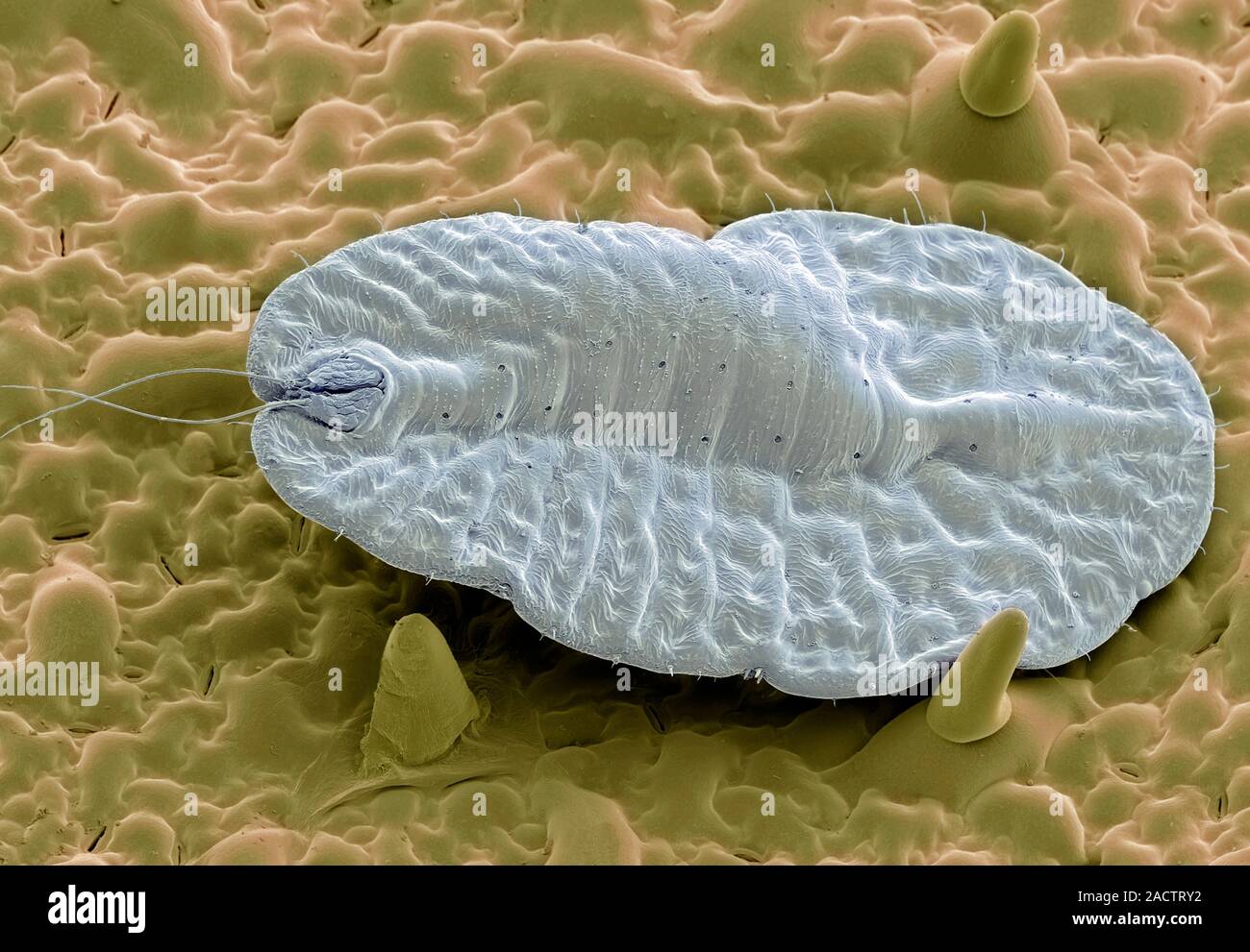 Scale insect. Coloured scanning electron micrograph (SEM) of a scale ...