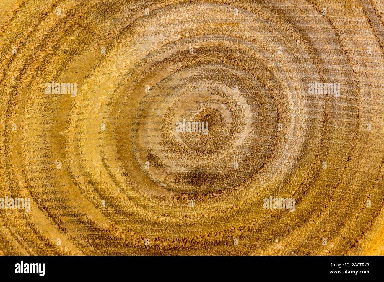 Small tree trunk Stock Photo - Alamy