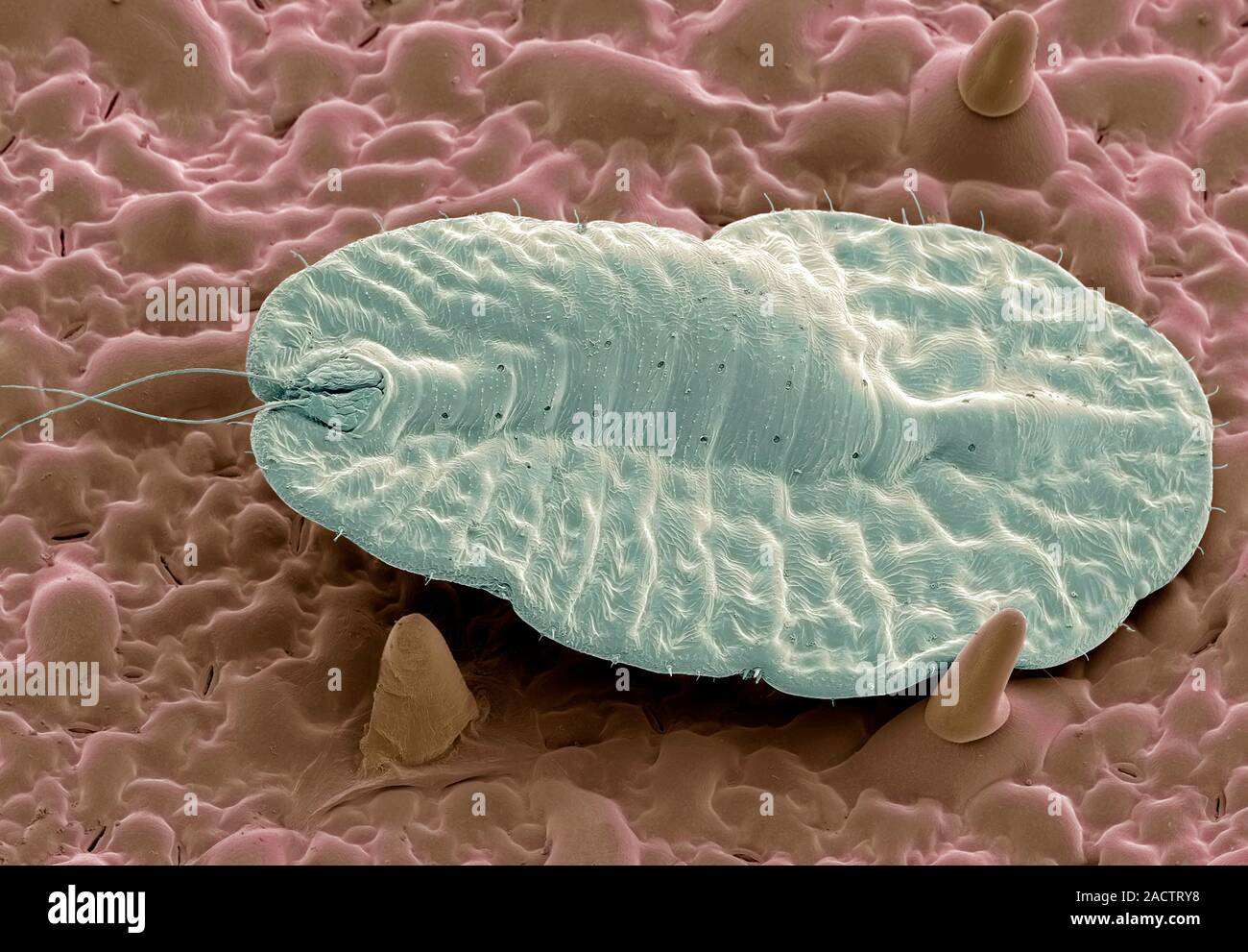 Scale insect. Coloured scanning electron micrograph (SEM) of a scale ...