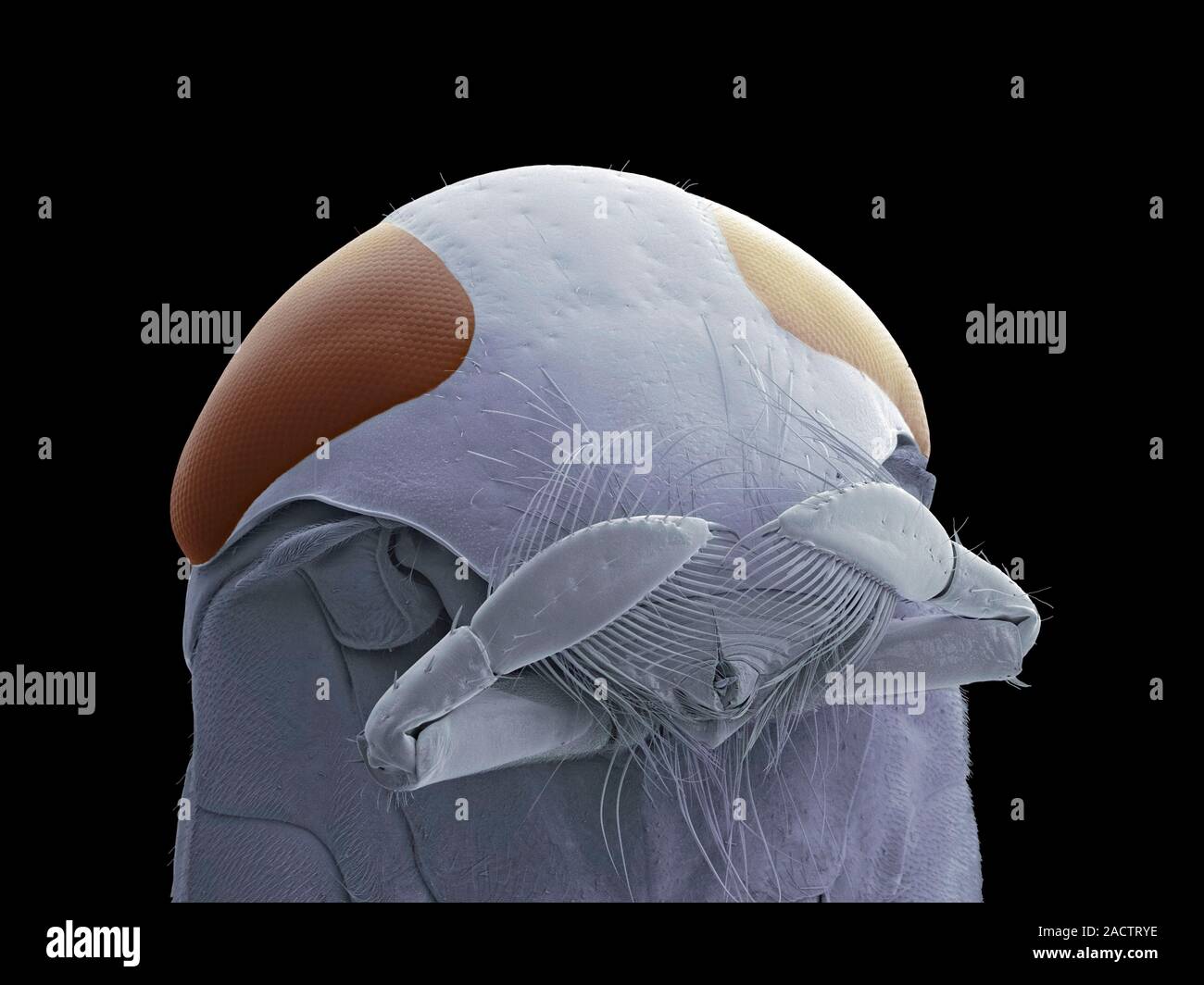Lesser water boatman (Corixa punctata), coloured scanning electron ...
