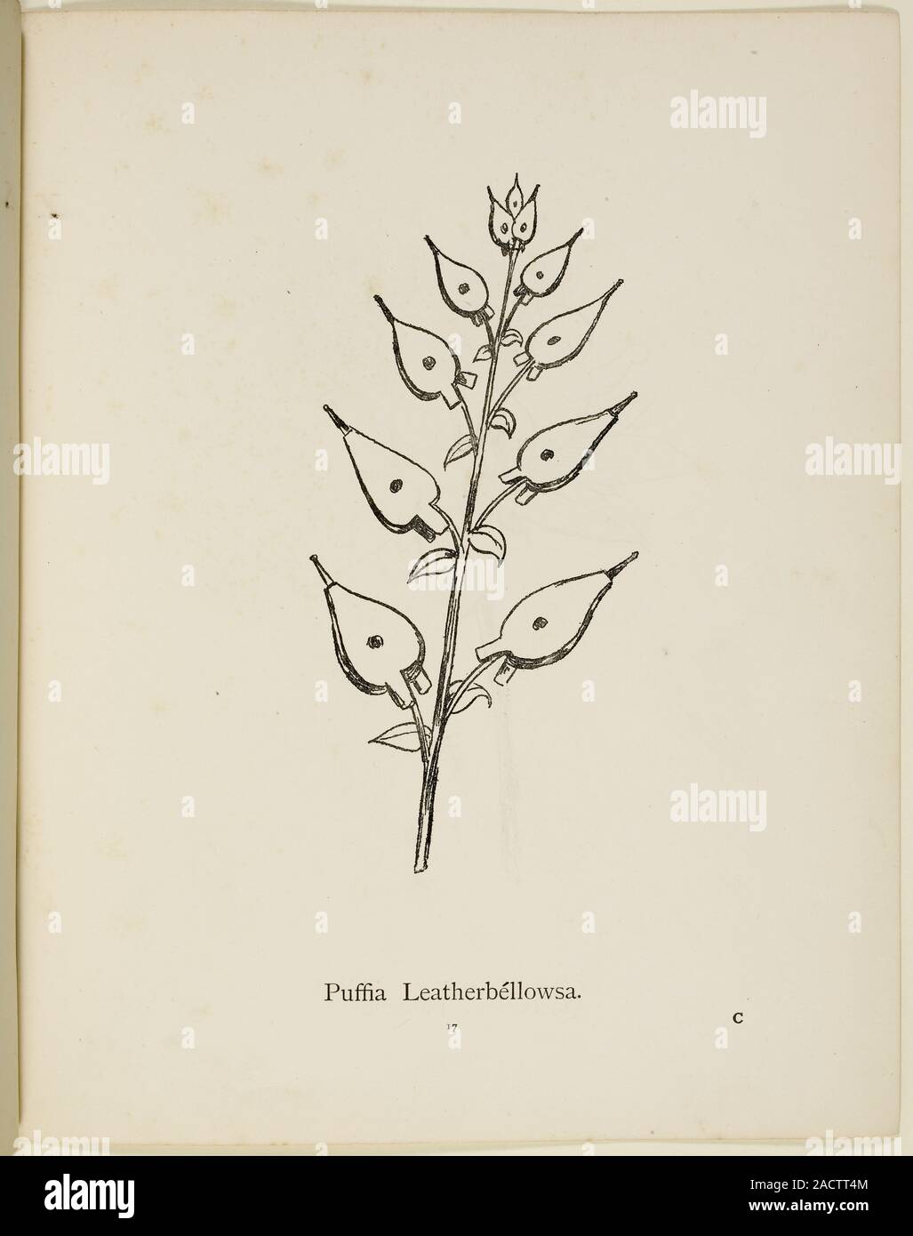 Fictional plant: 'Puffia Leatherbellowsa' Illustration from Nonsense ...