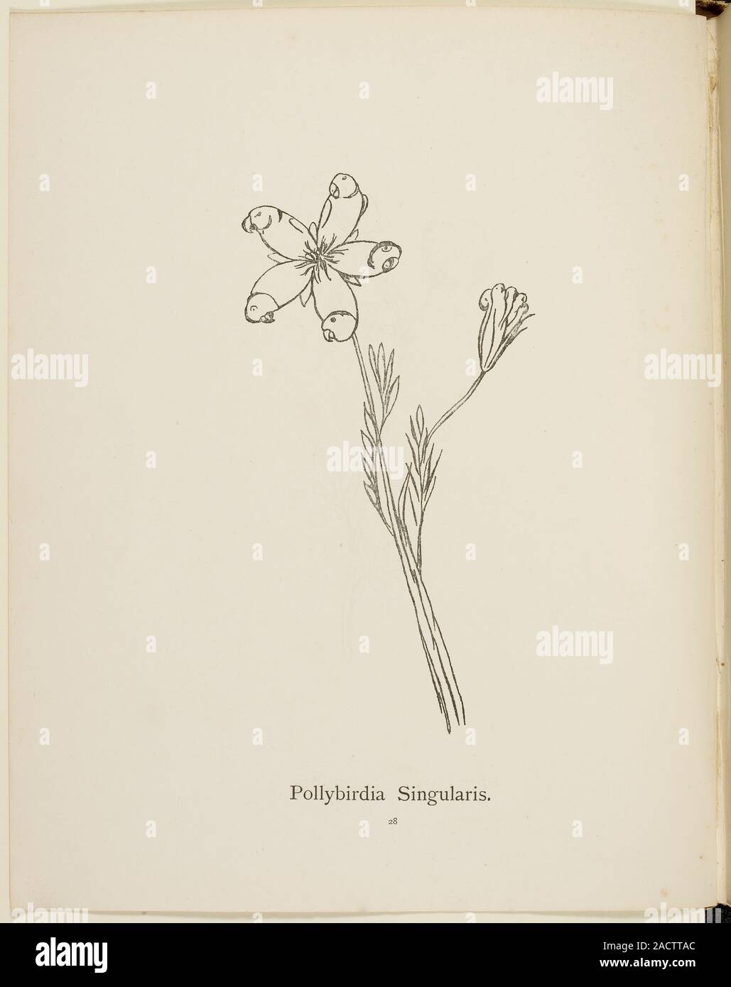 Pollybirdia Singularis (fictional plant) Illustrations and titles of ...