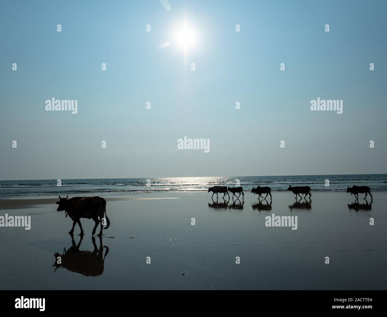Several cows on the beach in Benaulim Goa India, against the backdrop ...