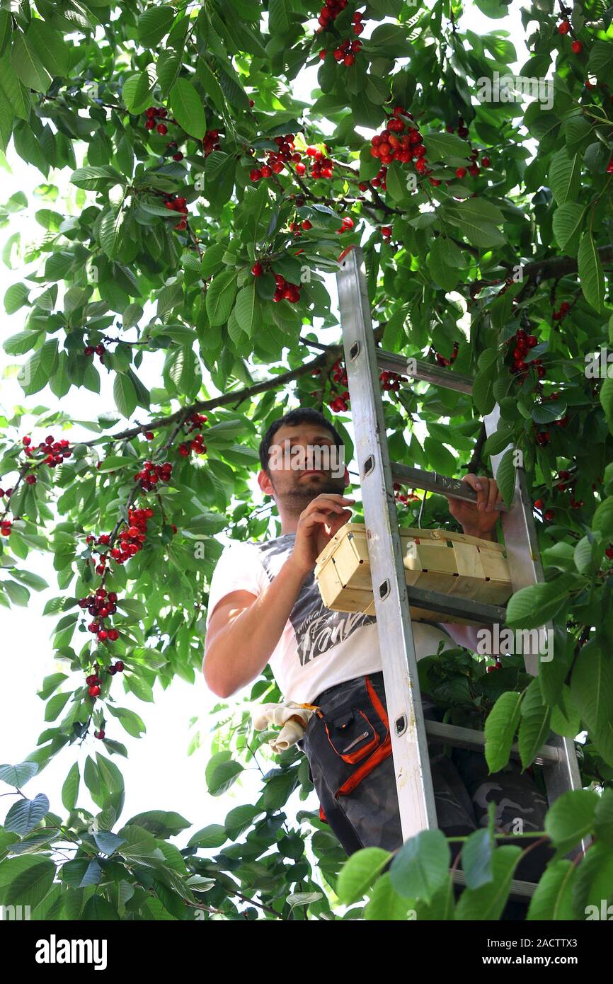 Harvesters hi-res stock photography and images - Alamy