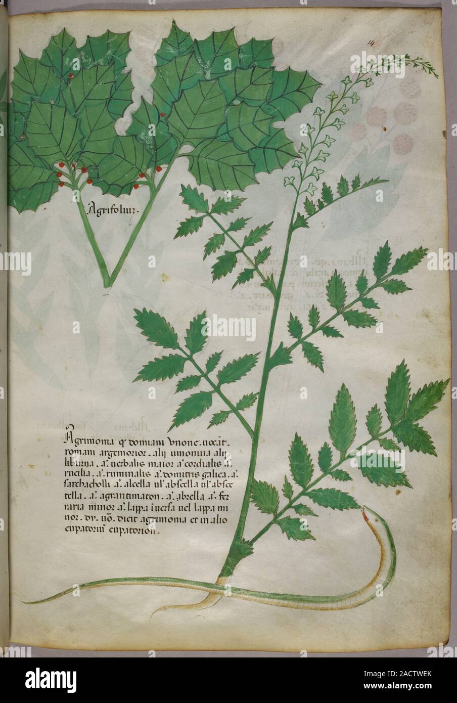 Botanical illustration of plants and a snake, Herbal. Italy, N ...